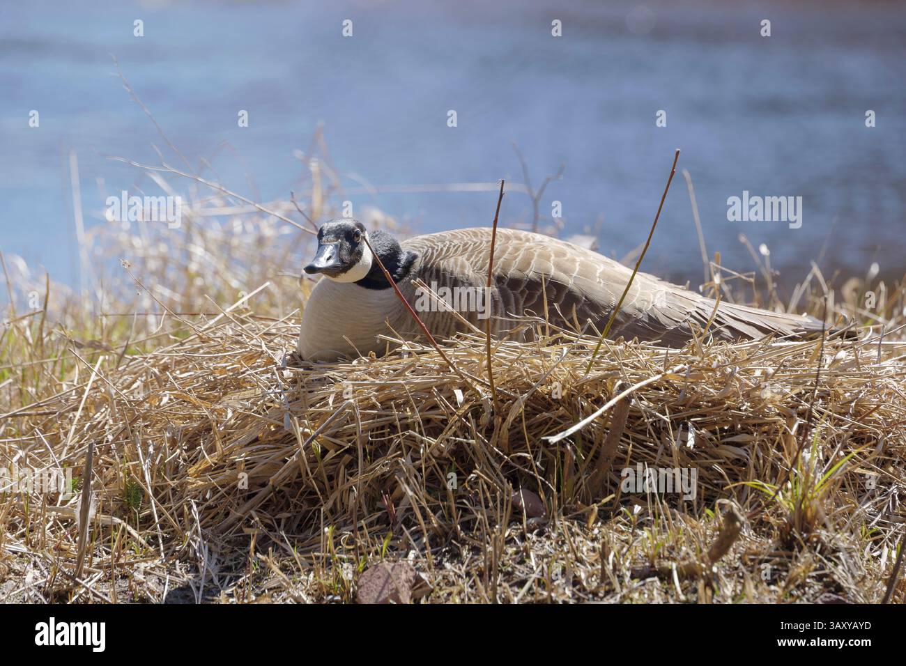 Canadian goose hatching eggs in its nest. High quality photo Stock ...