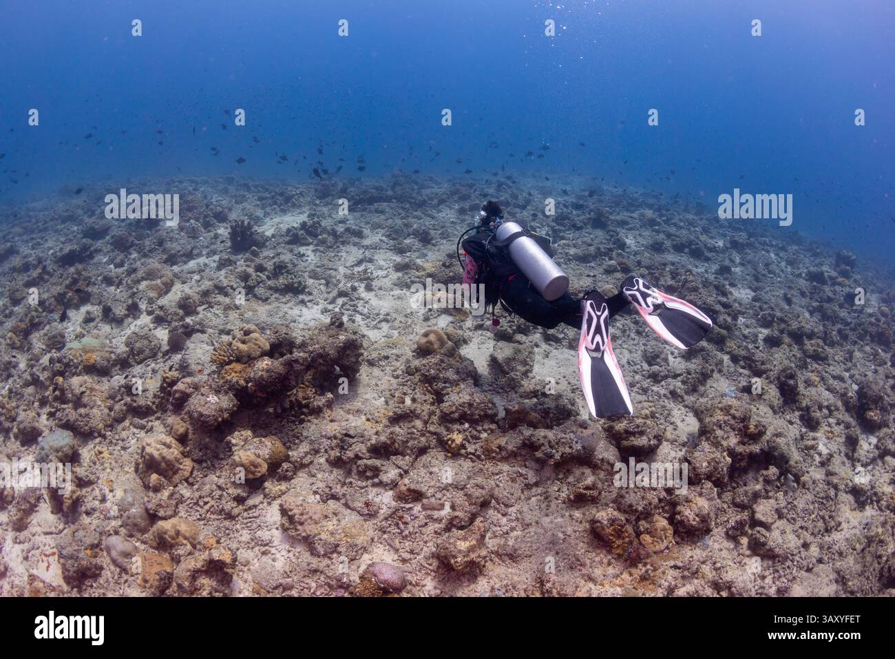 A scuba diver exploring the coral reef in Andaman Islands (India Stock ...