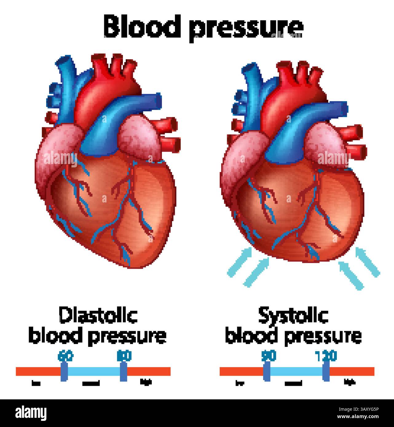 Detailed vector illustration of heart anatomy highlighting diastolic ...