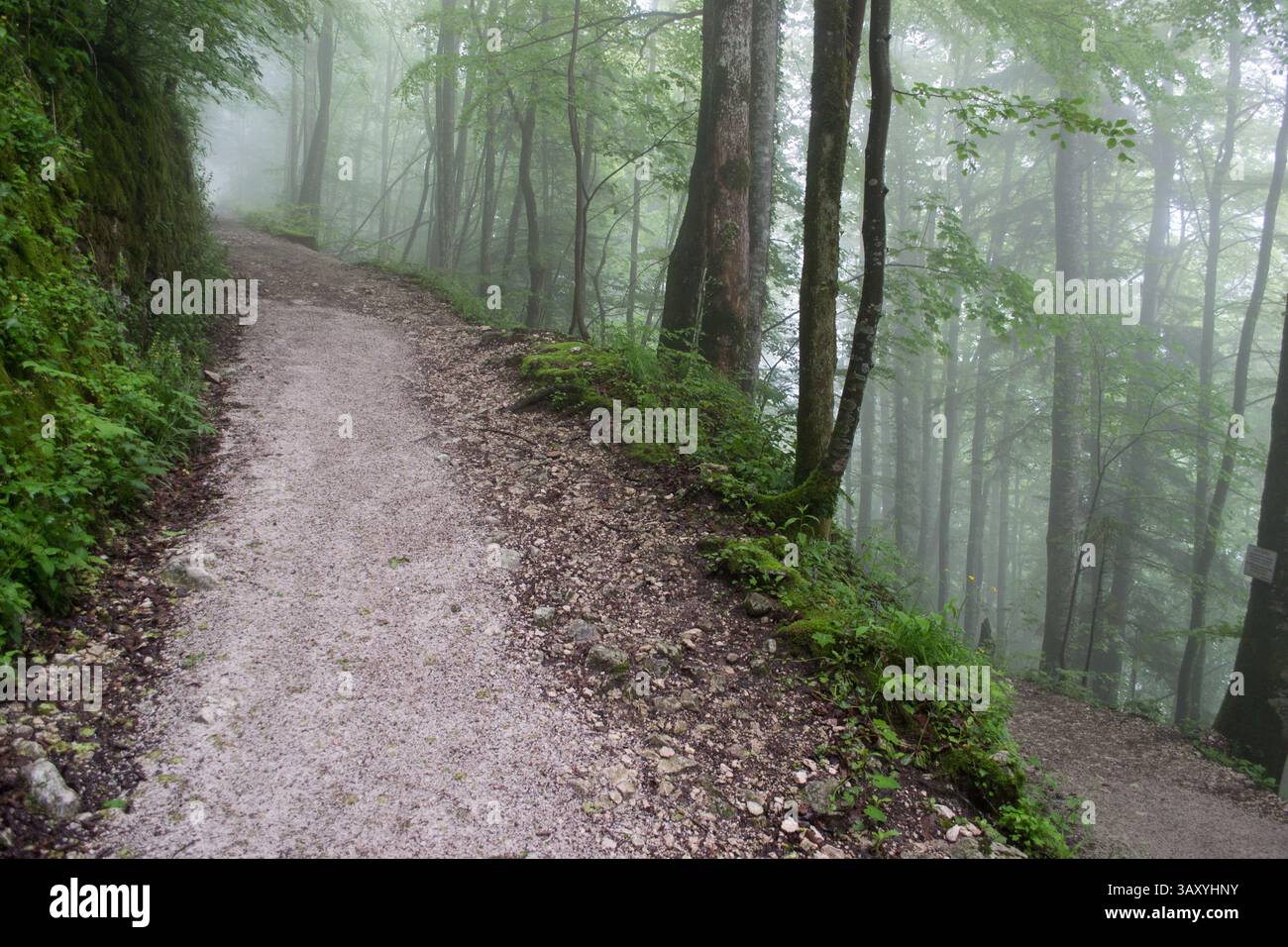 Two paths fork forest hi-res stock photography and images - Alamy
