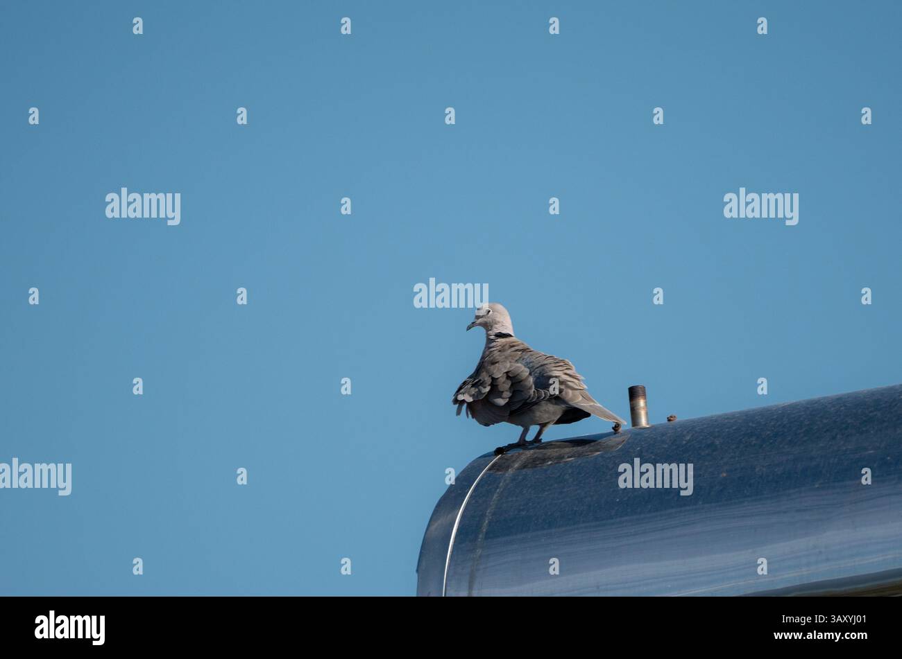 Solar Sentinel. Portrait of the bird Stock Photo - Alamy