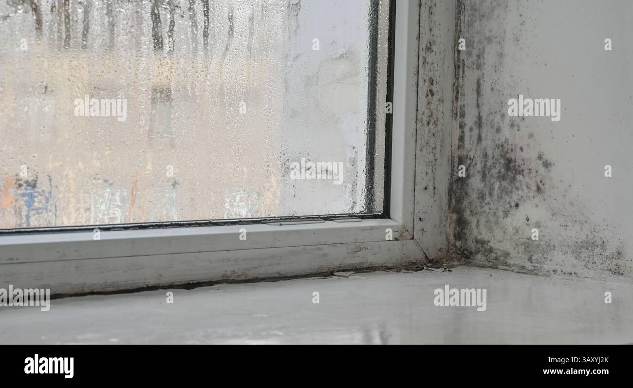 corner of window in apartment covered with black mold. Dirty spots ...