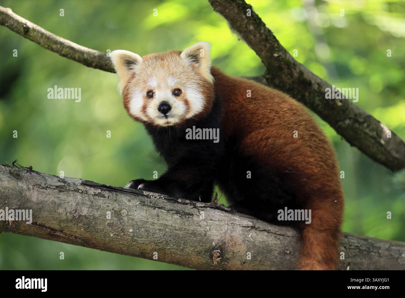 Western Red panda (Ailurus fulgens), adult, on tree, Himalayas, Central ...