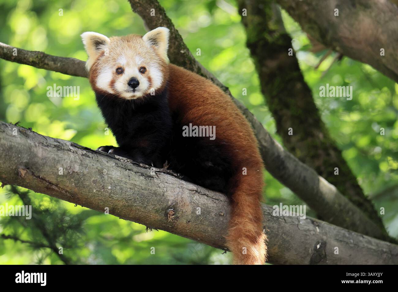 Western Red panda (Ailurus fulgens), adult, on tree, Himalayas, Central ...