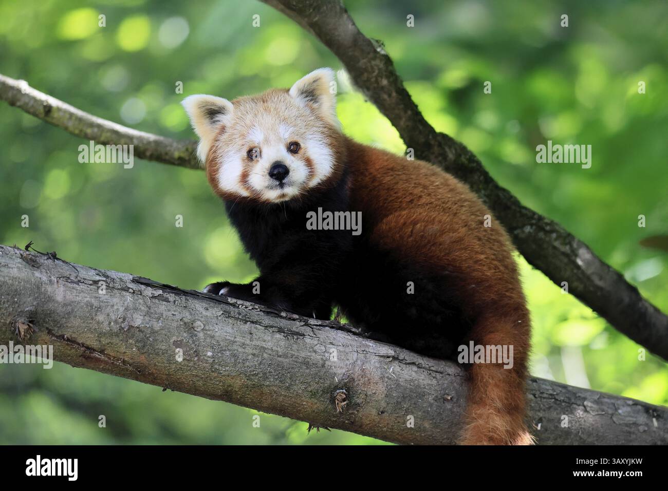 Western Red panda (Ailurus fulgens), adult, on tree, Himalayas, Central ...