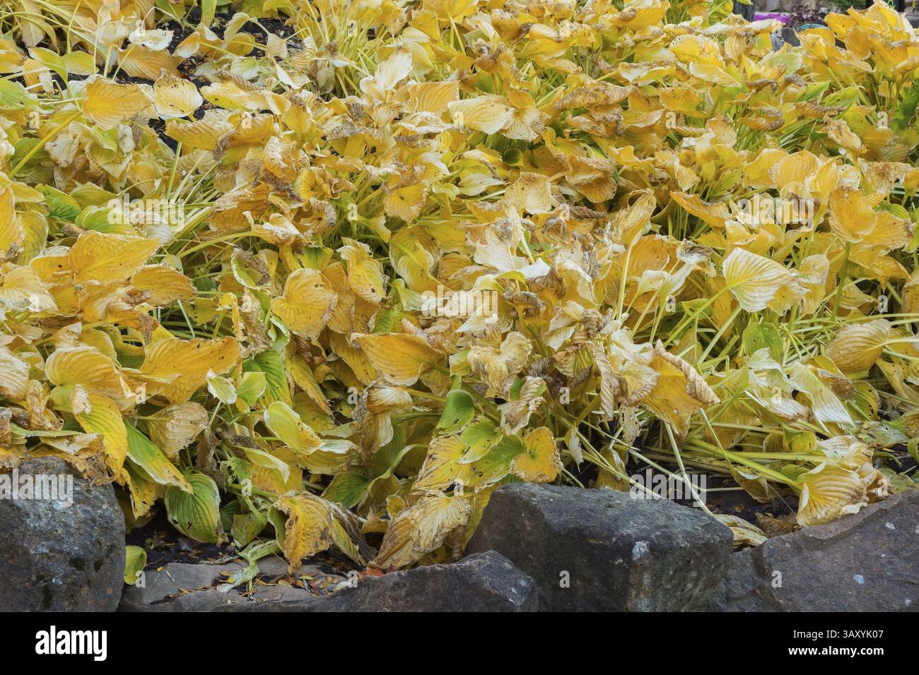 Flowering hostas hi-res stock photography and images - Alamy