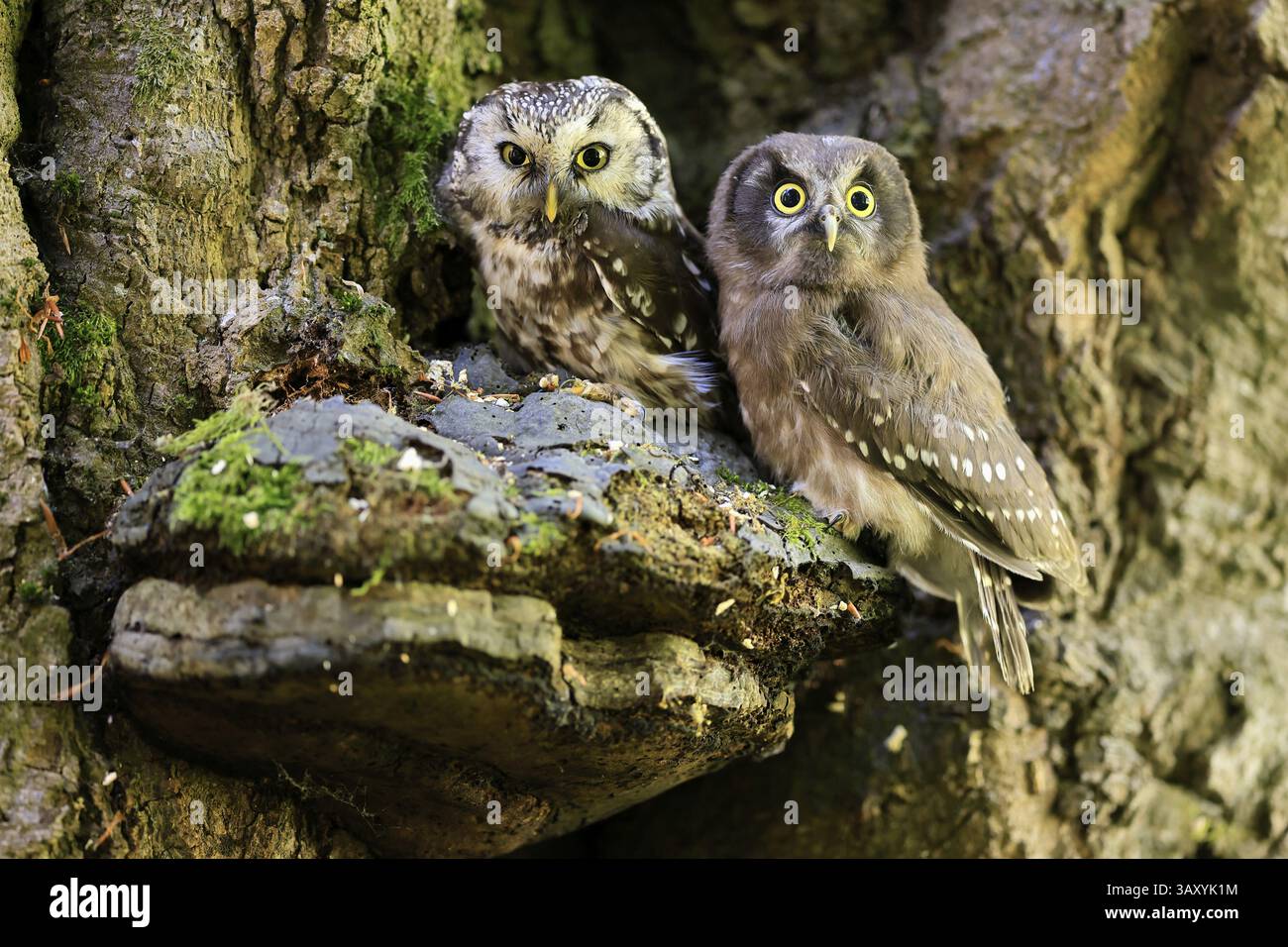 Juvenile great horned owls hi-res stock photography and images - Alamy