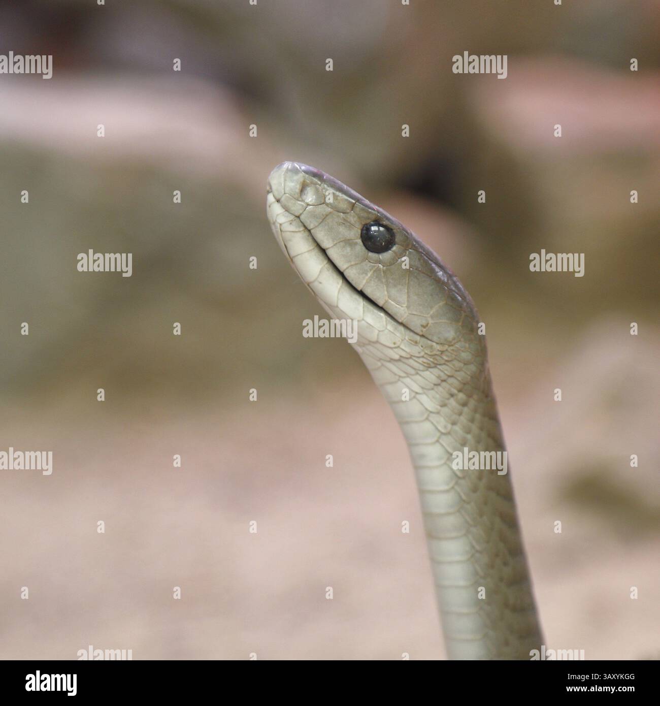 Venomous snakes of north africa hi-res stock photography and images - Alamy