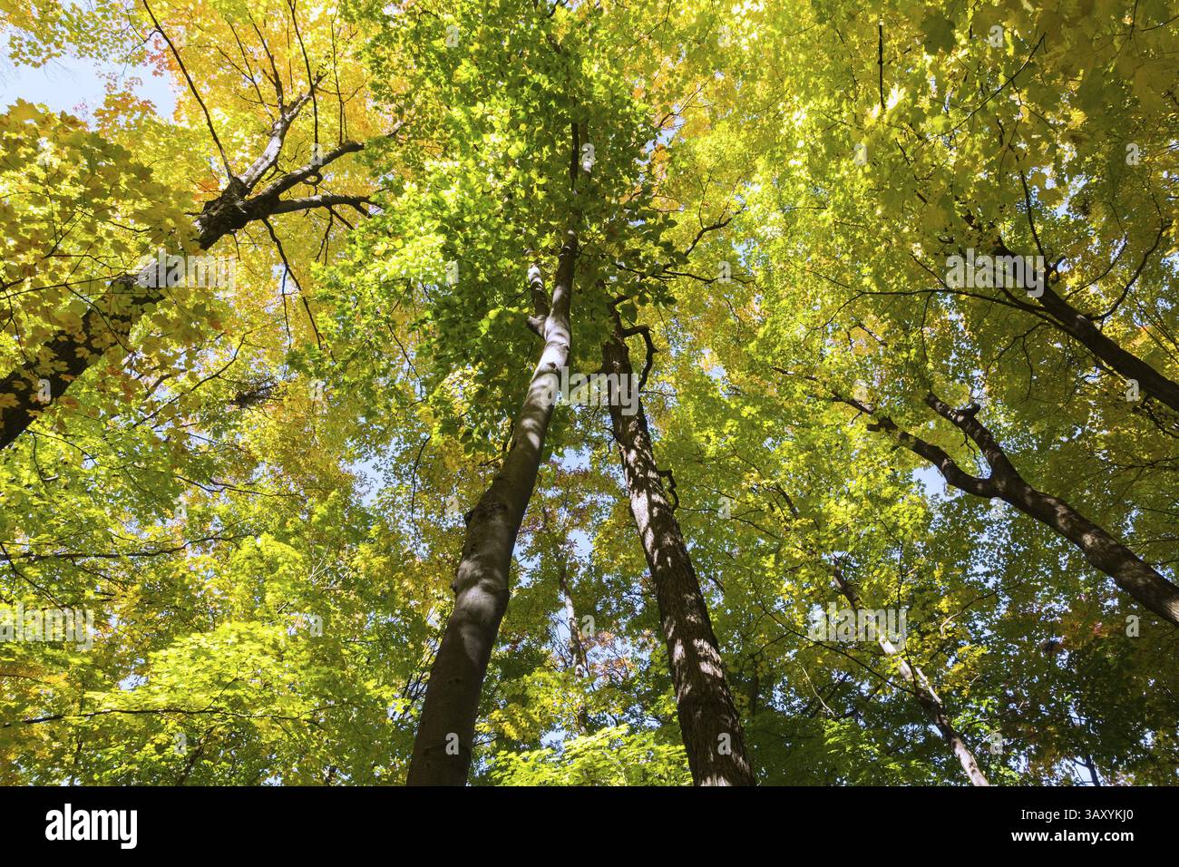 Trees looking up leaves hi-res stock photography and images - Alamy