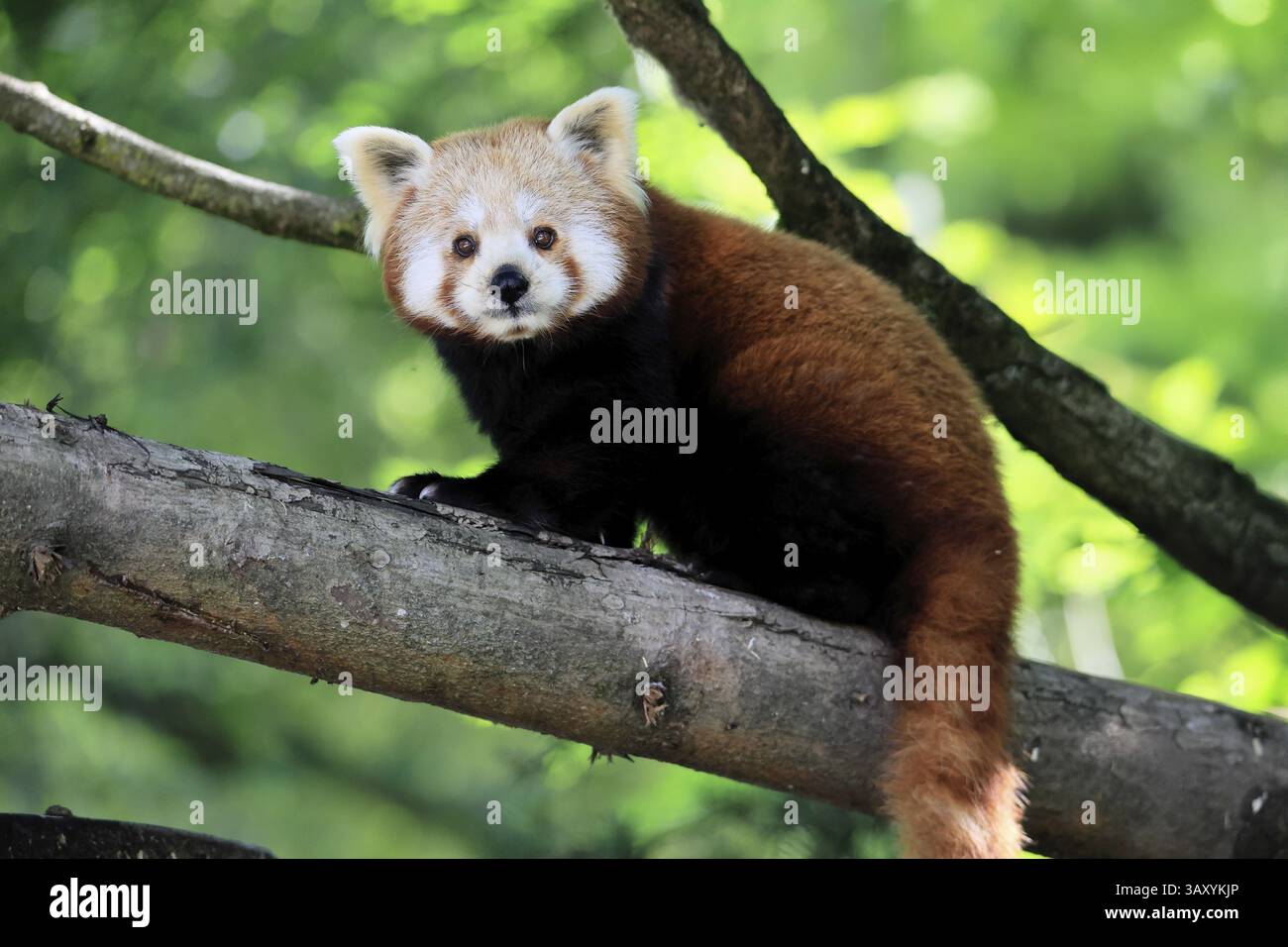 Western Red panda (Ailurus fulgens), adult, on tree, Himalayas, Central ...