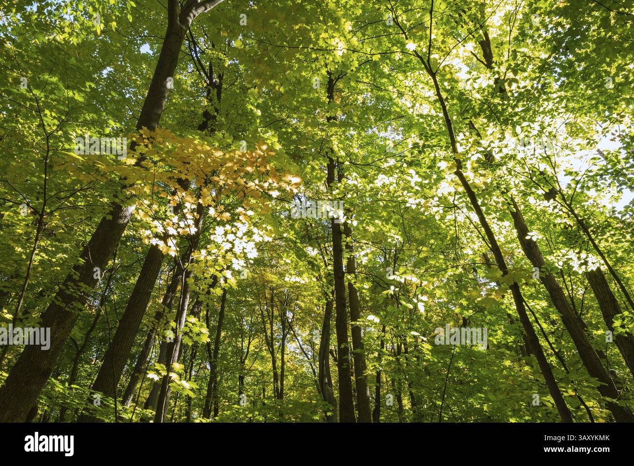 Bottom up view tall maple hi-res stock photography and images - Alamy