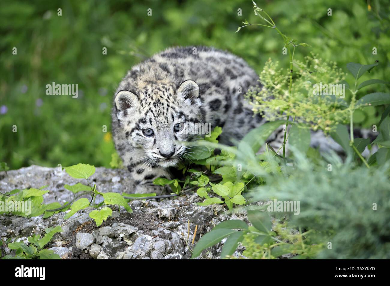 Snow leopard (Uncia uncia), young, sitting on rocks, alert, curious ...