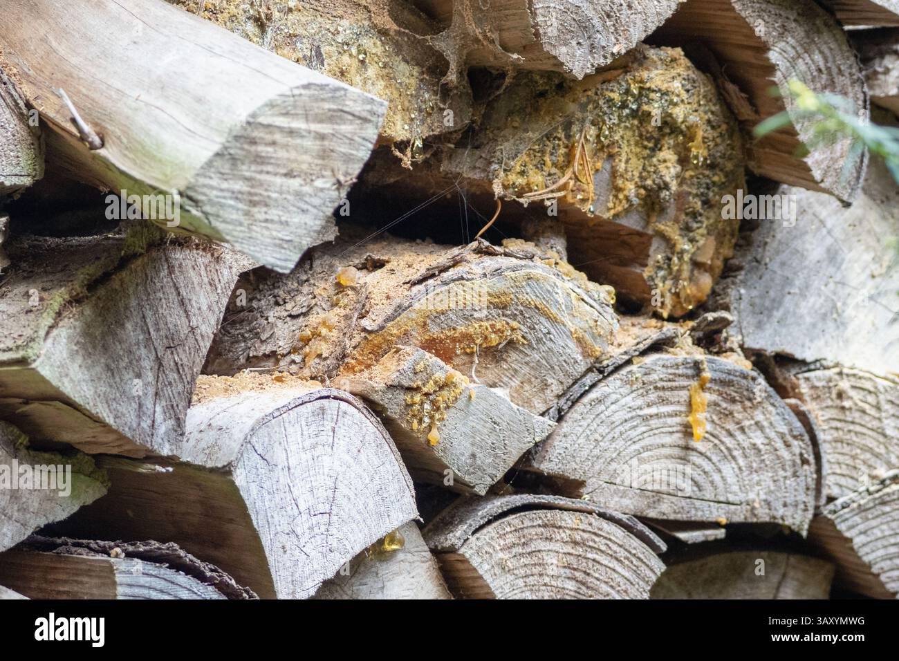 stack of firewood close up with tree resin drops Stock Photo - Alamy