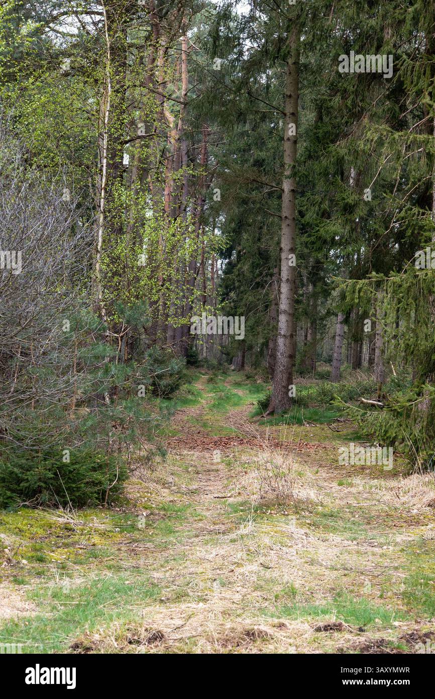 Quiet Forest Path Surrounded by Evergreen and Deciduous Trees Stock ...