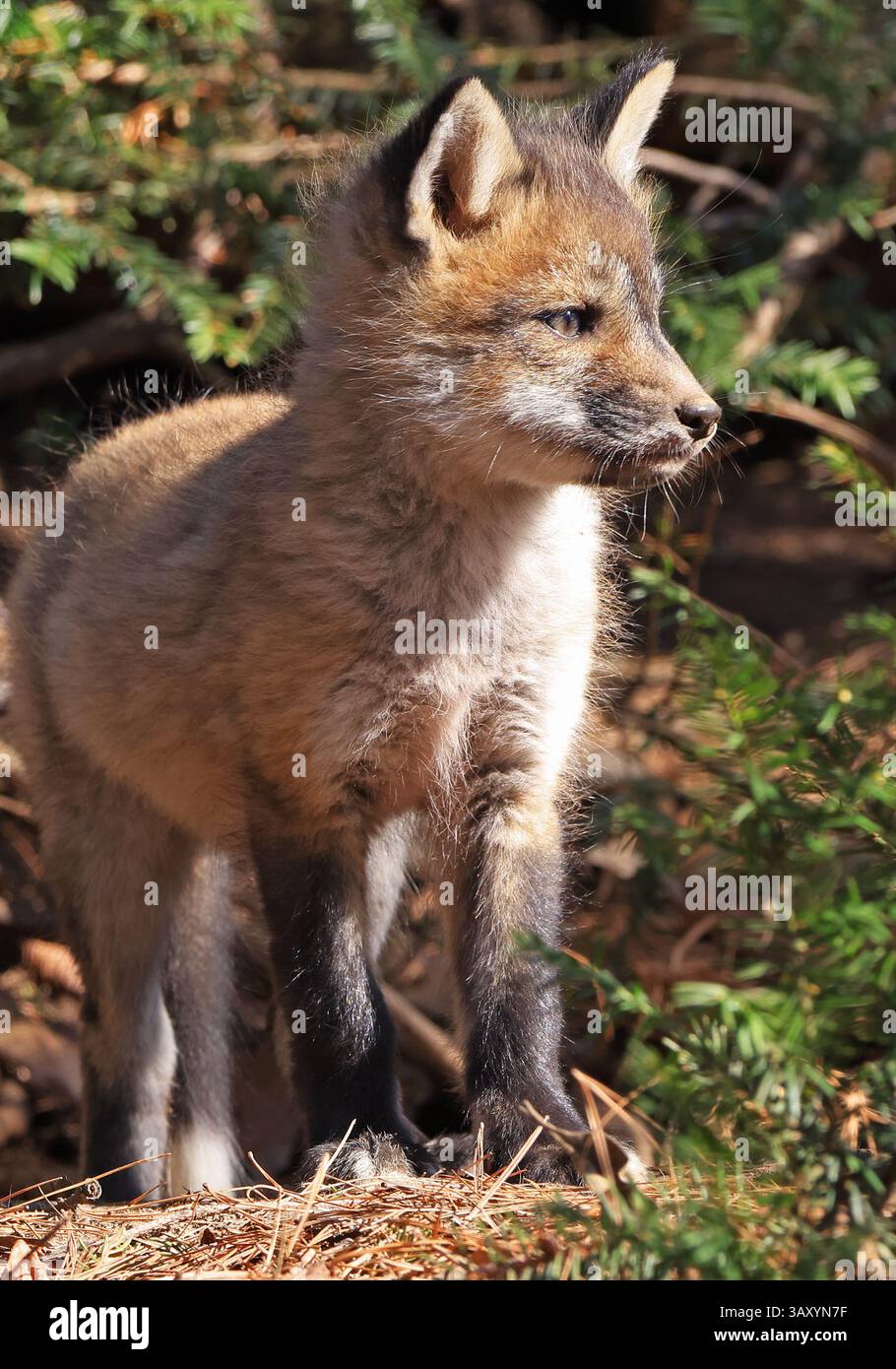 Fox looking up hi-res stock photography and images - Alamy