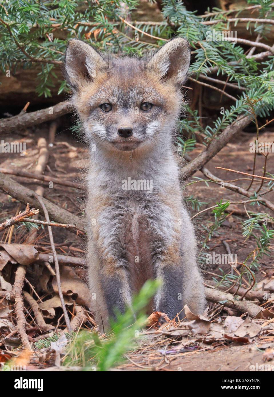 Red fox babies portrait in the forest, Canada Stock Photo - Alamy