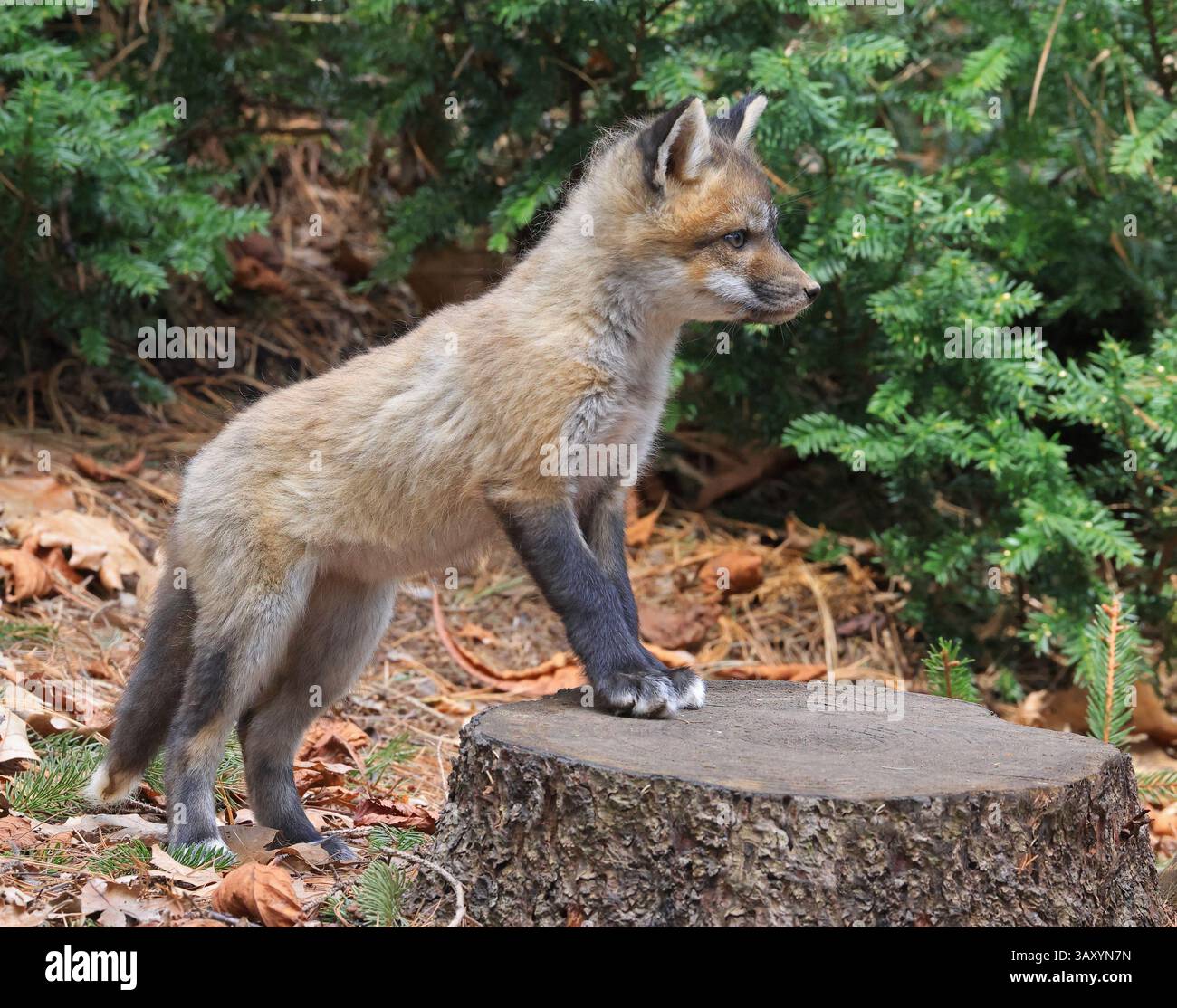 Red fox babies portrait in the forest, Canada Stock Photo - Alamy