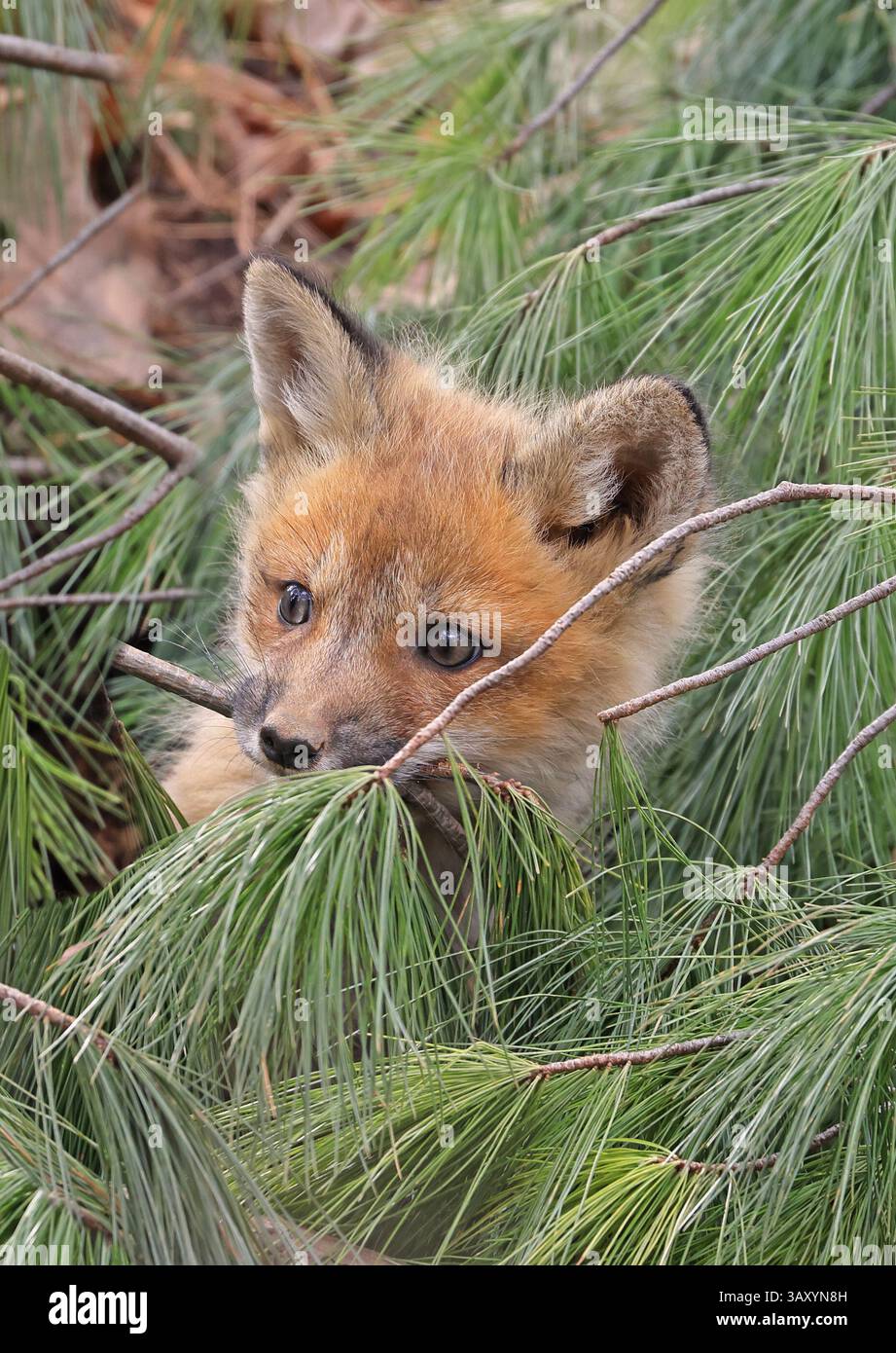 Red fox babies portrait in the forest, Canada Stock Photo - Alamy