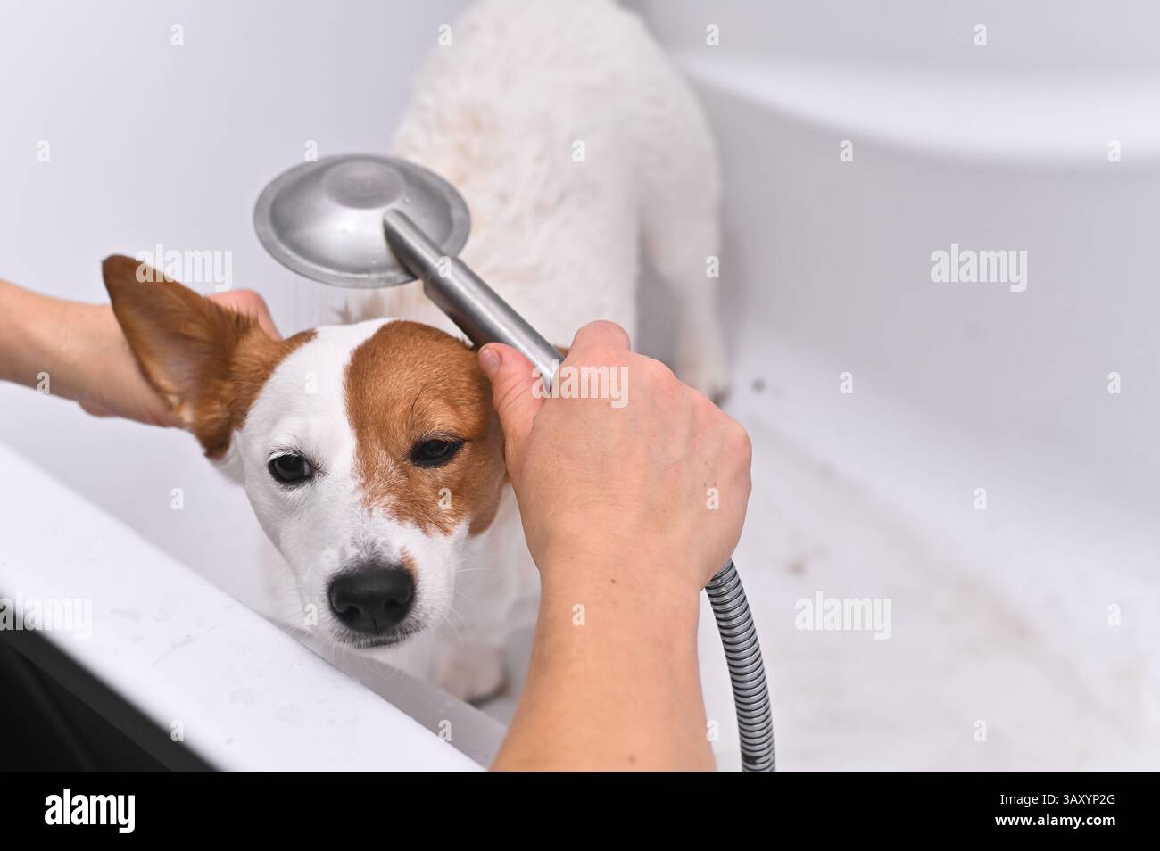 Bathing a dog after a walk in the shower in the bathroom Stock Photo ...