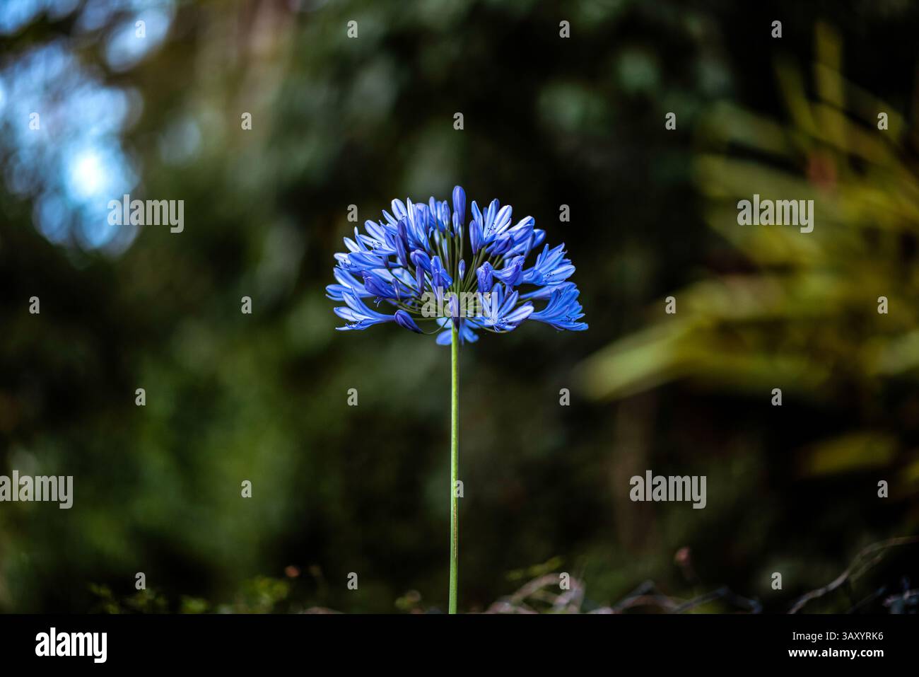 Blue Agapanthus Flower Standing Against Soft Foliage Stock Photo - Alamy