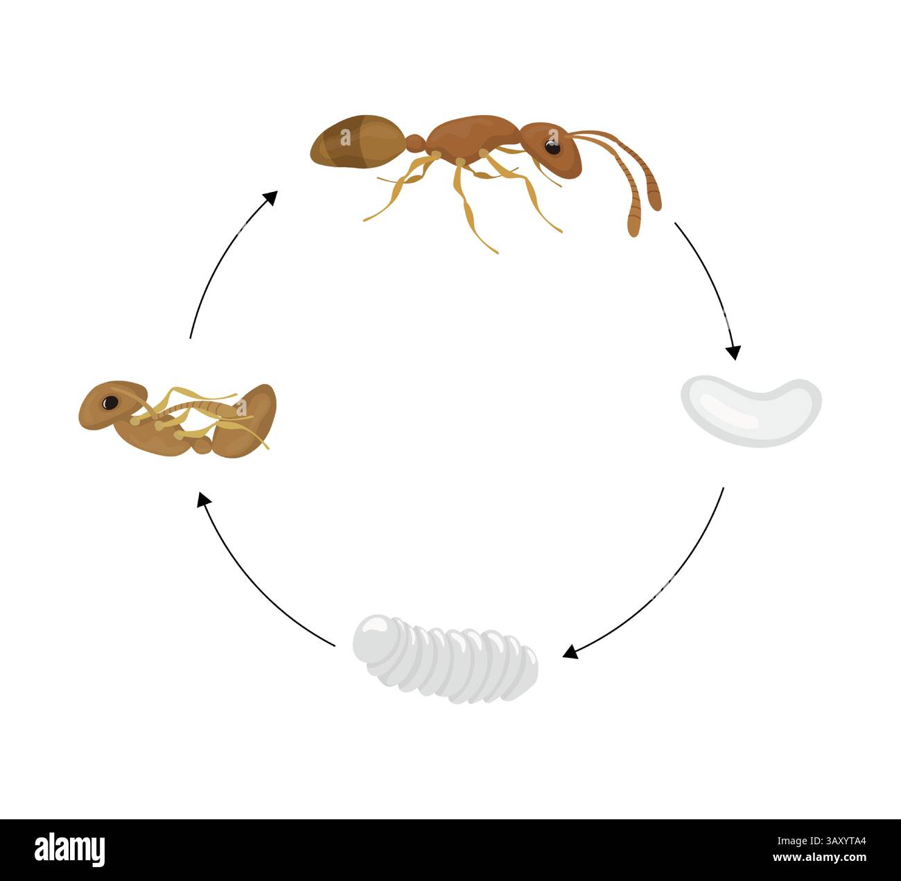 Circular diagram showing the four stages of the ant life cycle, from egg to larva, pupa, and ...