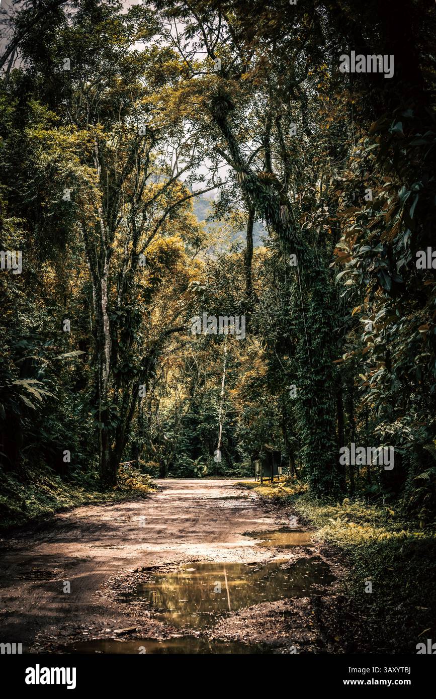 Dirt Road Through Atlantic Forest in Itamambuca - Ubatuba, Brazil Stock ...