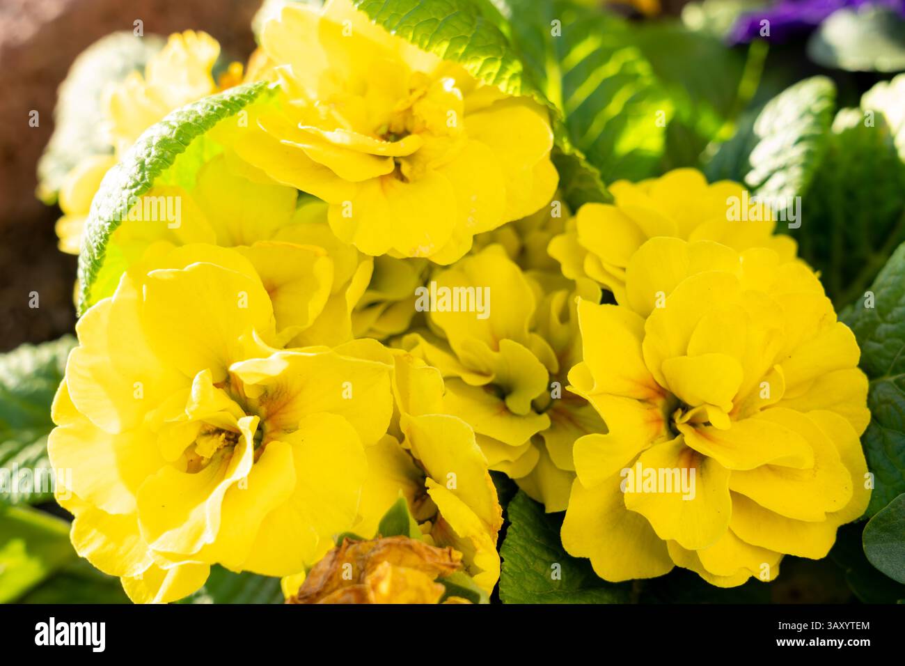 Cluster of vibrant yellow primrose flowers blooming in a garden during ...