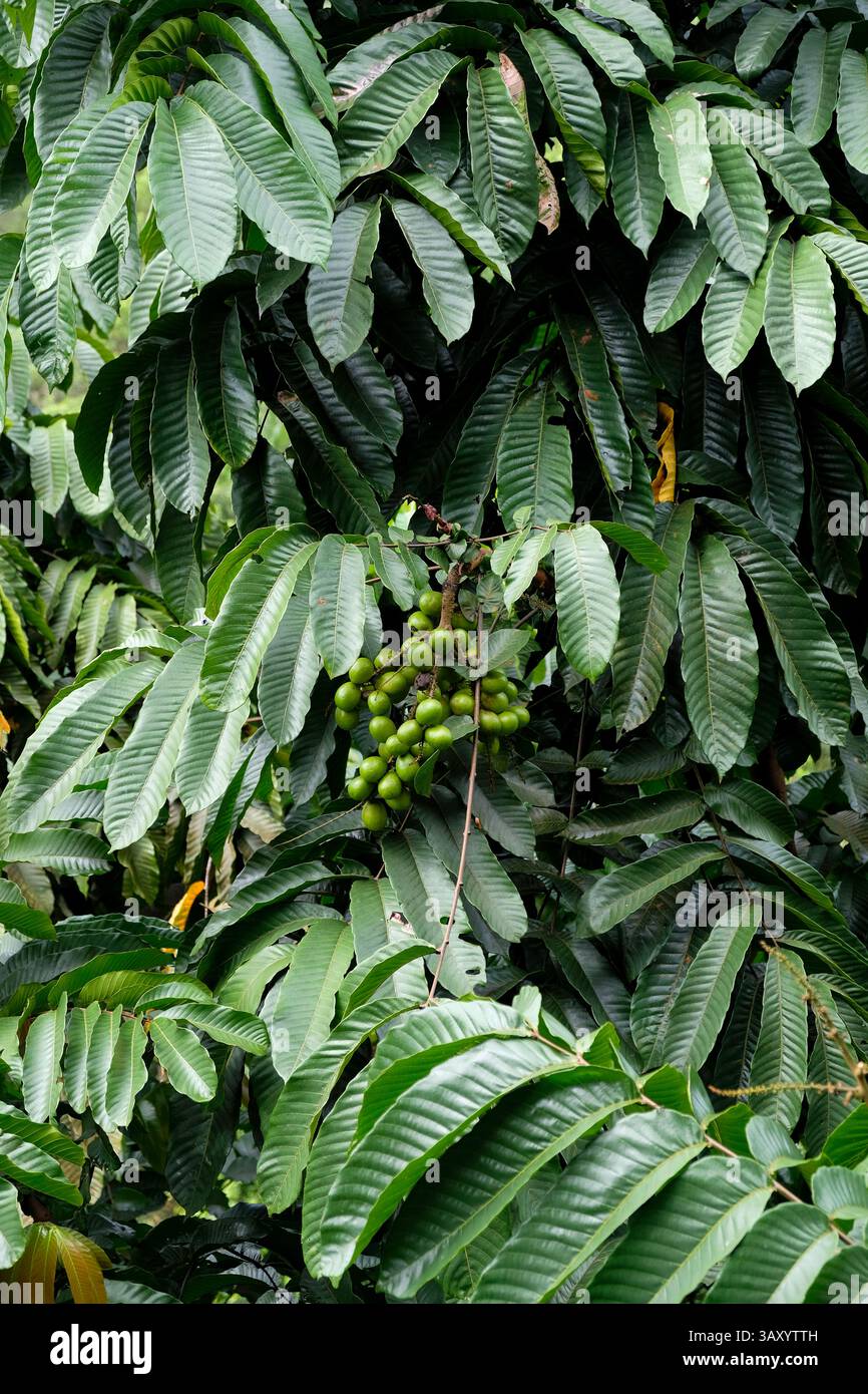 Matoa tree hi-res stock photography and images - Alamy