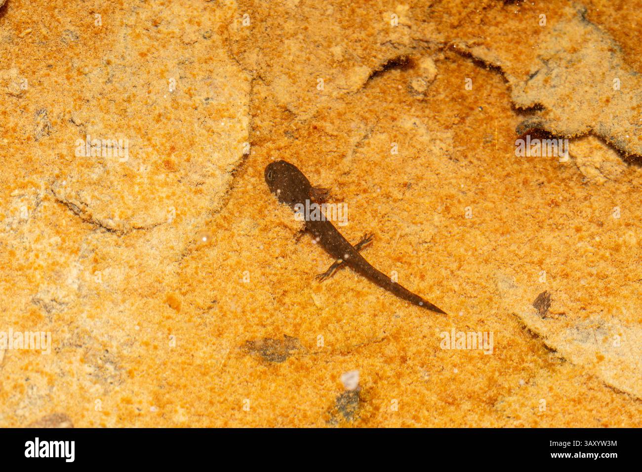 Salamander naturalist hi-res stock photography and images - Alamy