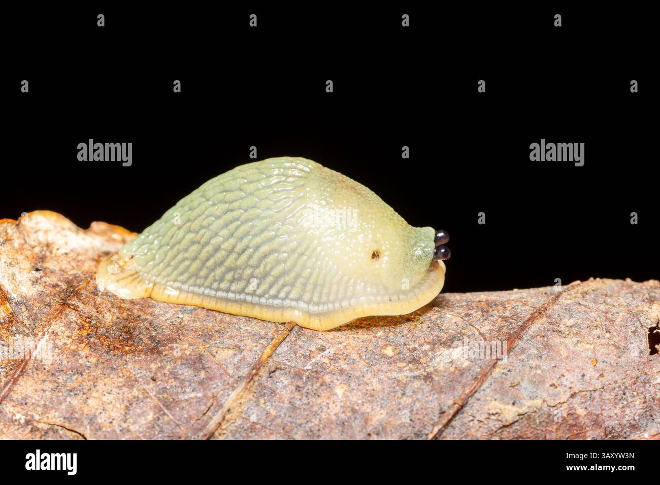 Hedgehog slug (Arion intermedius) crawling on wet forest leaves ...