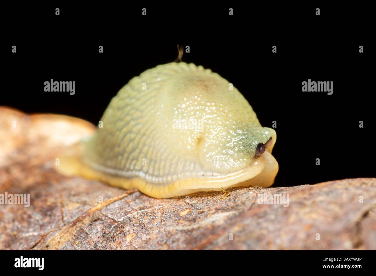 Damped forest floor hi-res stock photography and images - Alamy