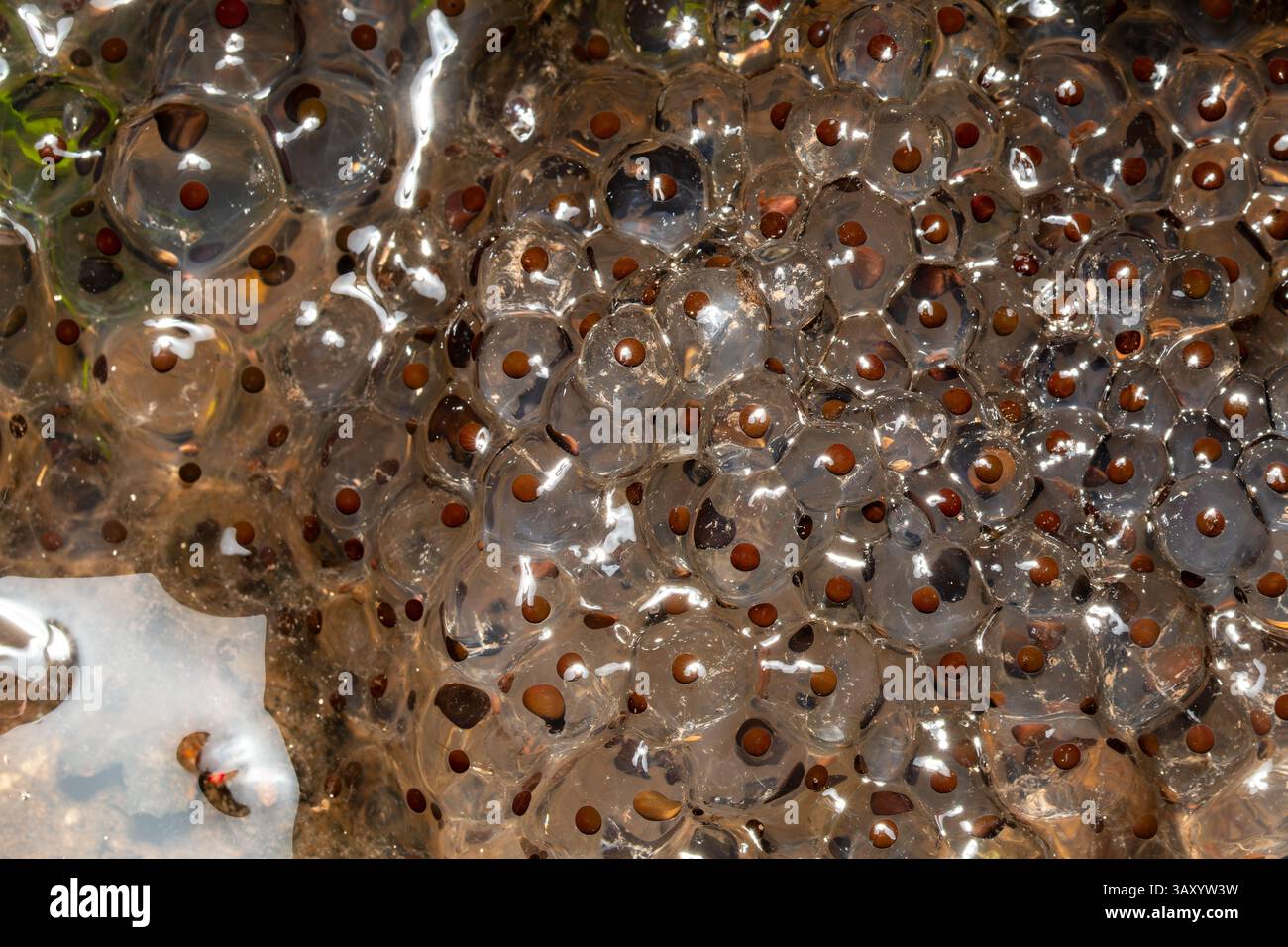 Eggs of the agile frog (Rana dalmatina) in a forest pond, showing early ...