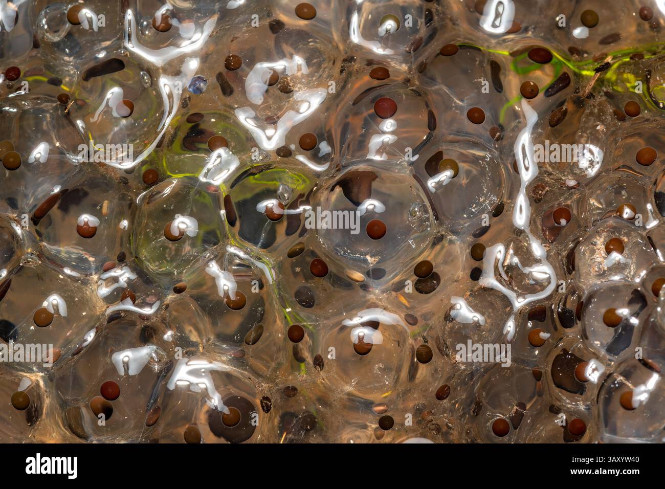 Eggs of the agile frog (Rana dalmatina) in a forest pond, showing early ...