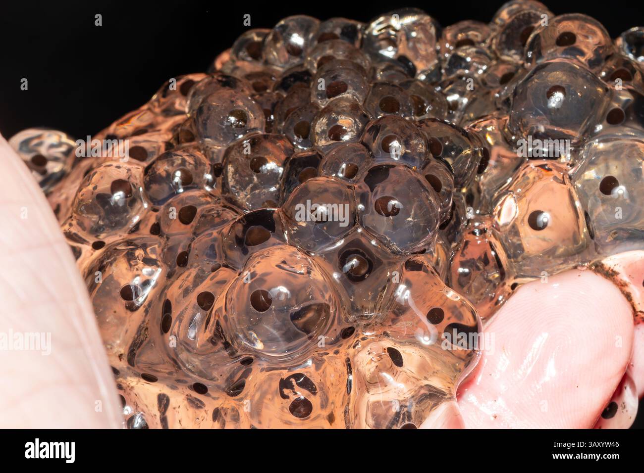 Eggs agile frog rana hi-res stock photography and images - Alamy