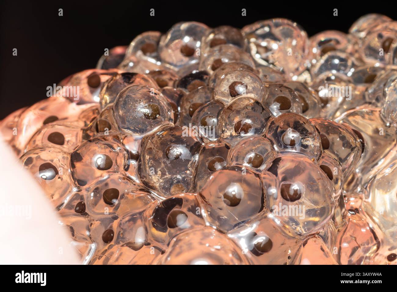 Eggs of the agile frog (Rana dalmatina) in a forest pond, showing early spring amphibian ...