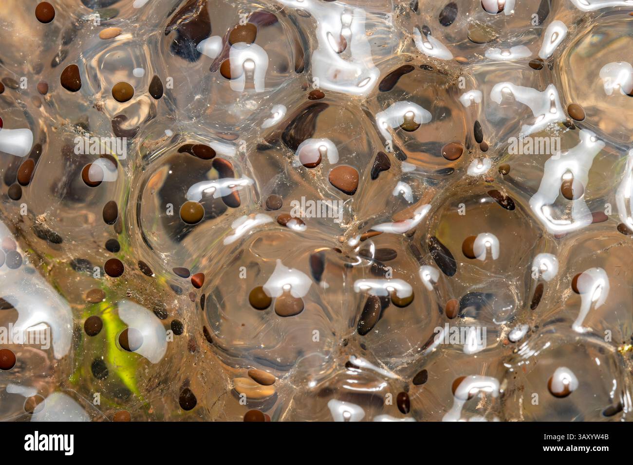 Eggs of the agile frog (Rana dalmatina) in a forest pond, showing early spring amphibian ...