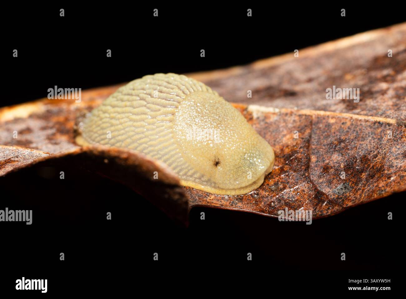 Hedgehog slug (Arion intermedius) crawling on wet forest leaves ...