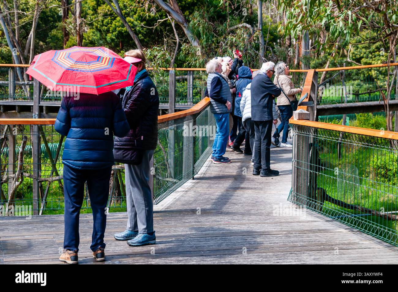 group of people, wooden walkways, boardwalks, Koala Conservation ...