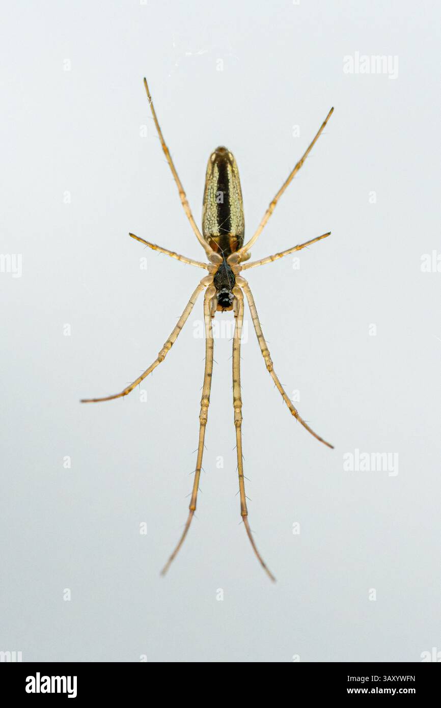 Tetragnatha extensa, a long-jawed orb weaver spider, seen from below on ...
