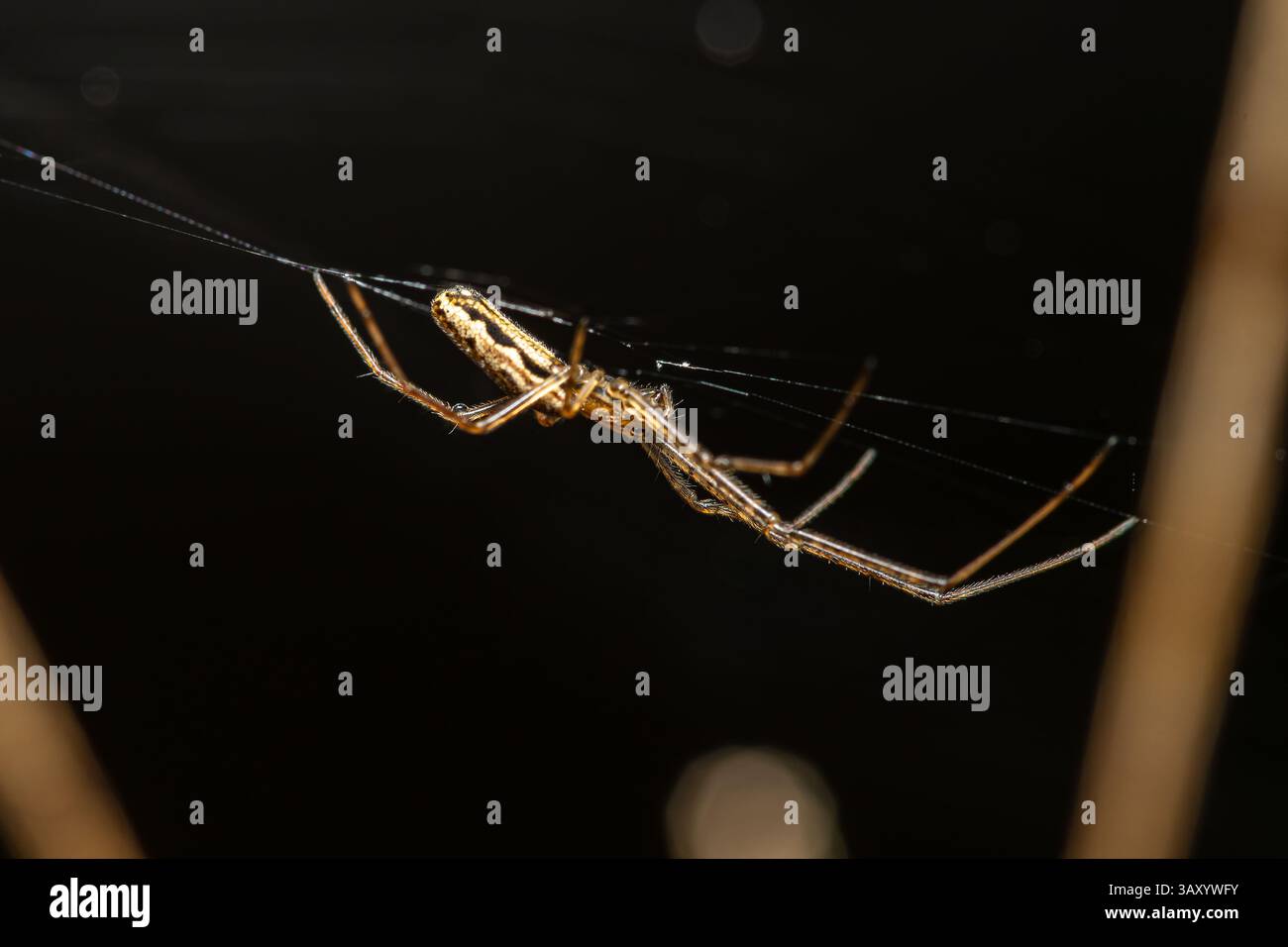 Tetragnatha extensa parasitized by Acrodactyla larva. Rare macro view ...