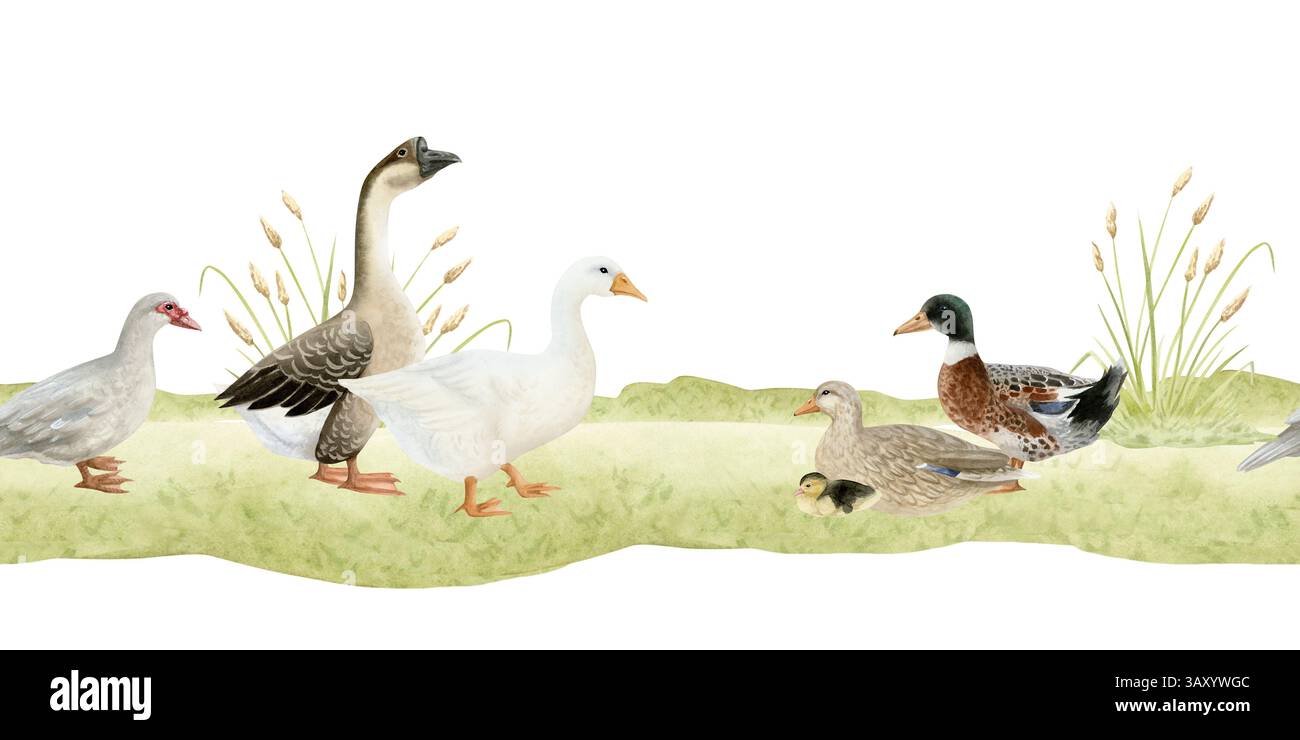 Watercolor ducks and geese grazing on grass horizontal seamless border ...