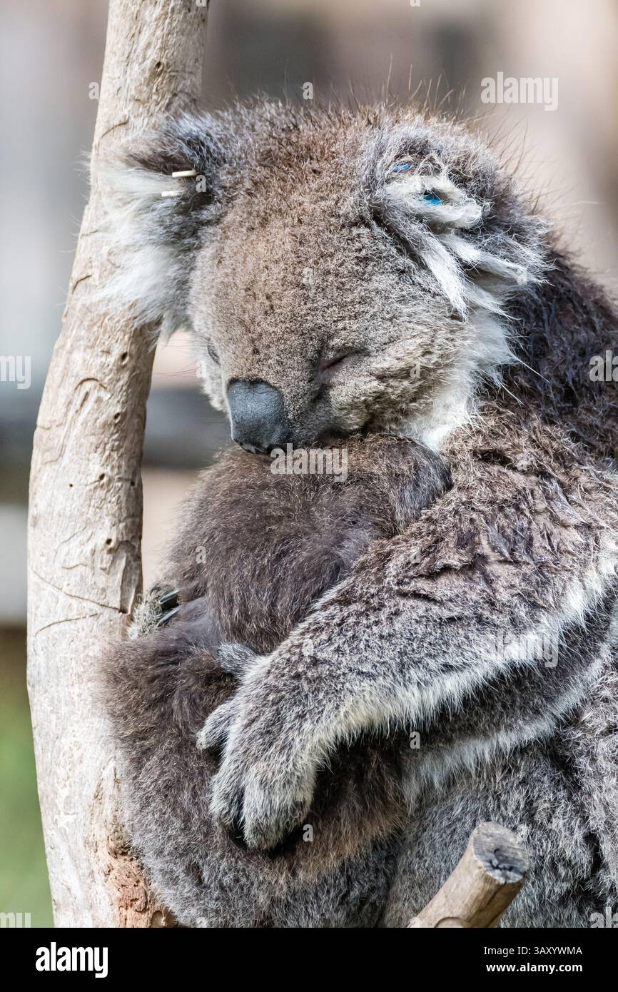 a mother koala with a baby on a tree, Koala Conservation Reserve ...