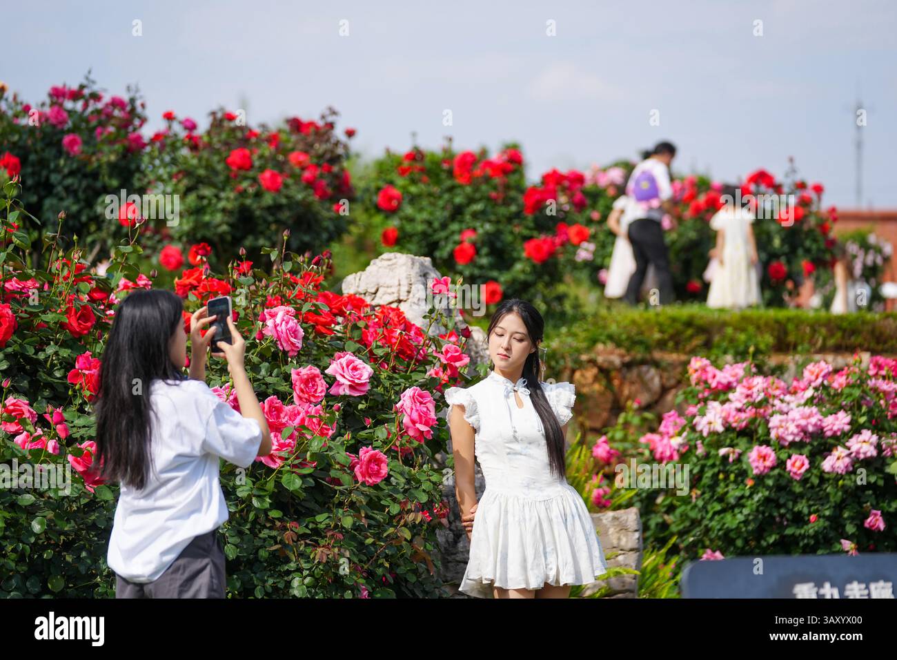 **CHINESE MAINLAND, HONG KONG, MACAU AND TAIWAN OUT** Chinese rose ...