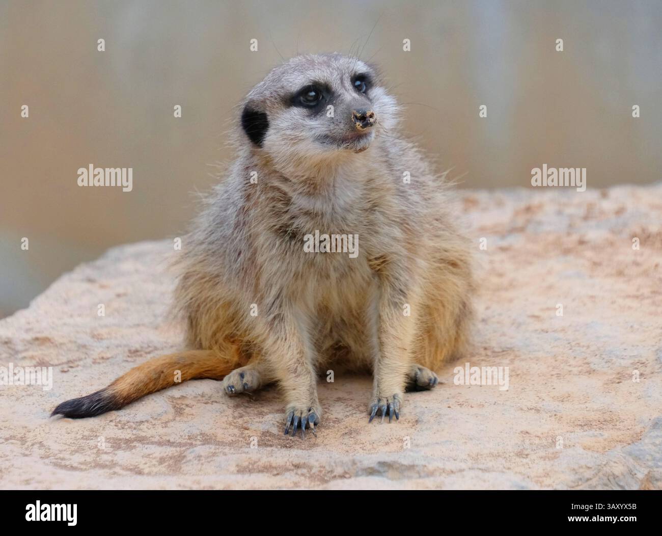 Erdmaennchen in Aktion Erdmaennchen im Zoo *** Aardvarks in action ...