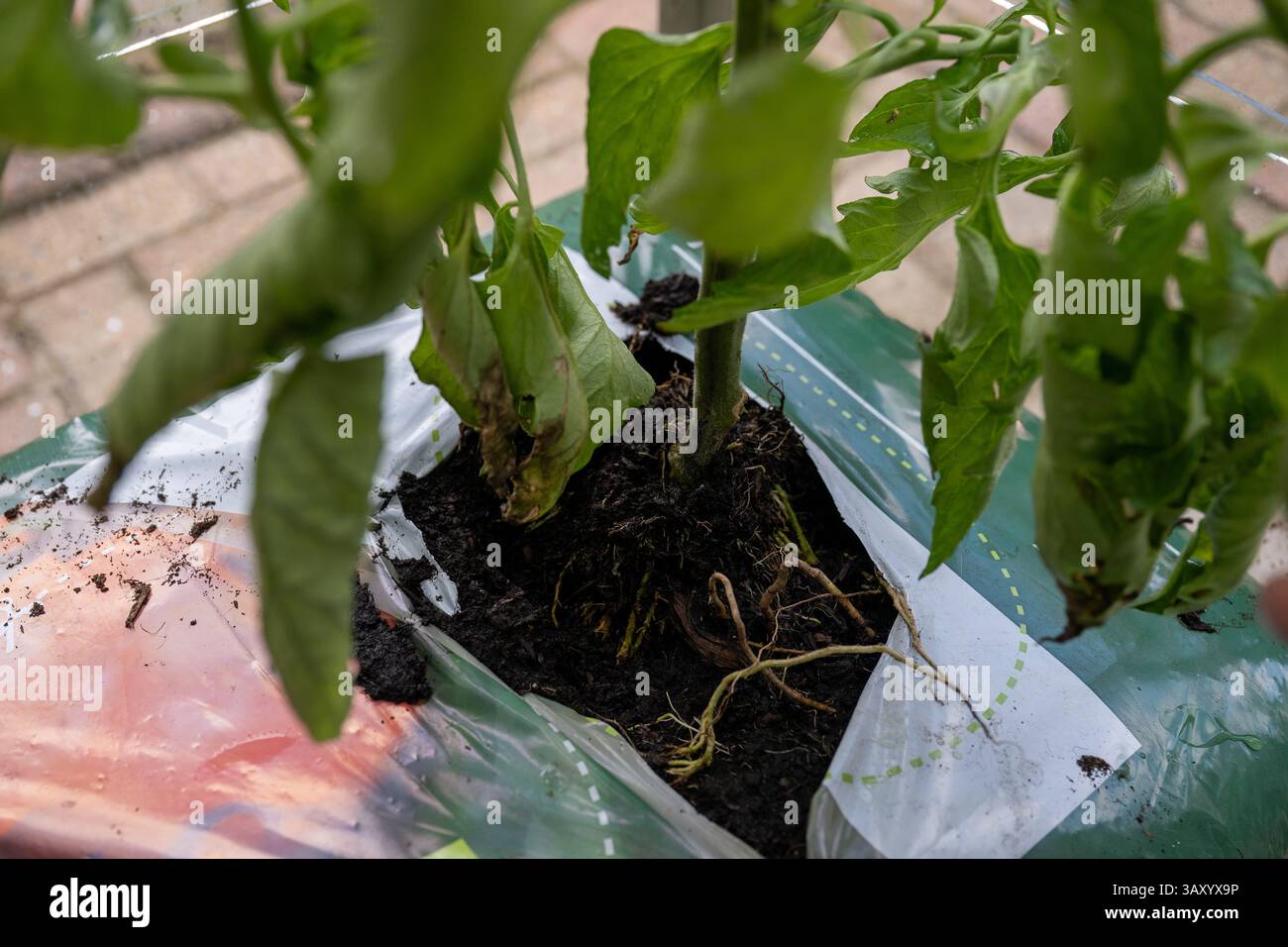 Close-up of tomato plant with exposed roots in plastic grow bag in ...