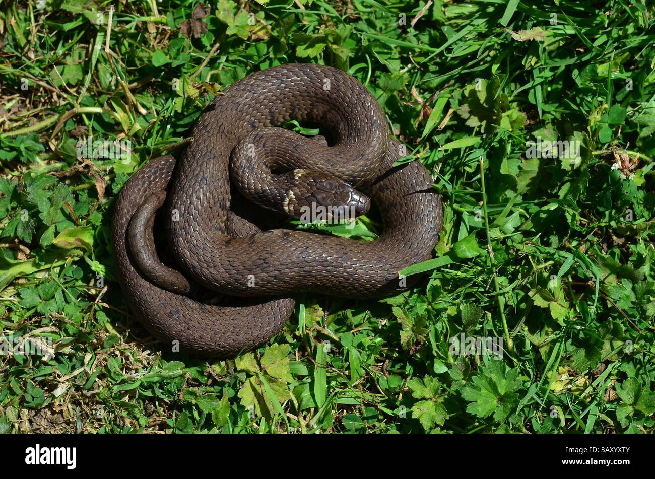 Adult male grass snake natrix natrix. Dorset, UK Stock Photo - Alamy