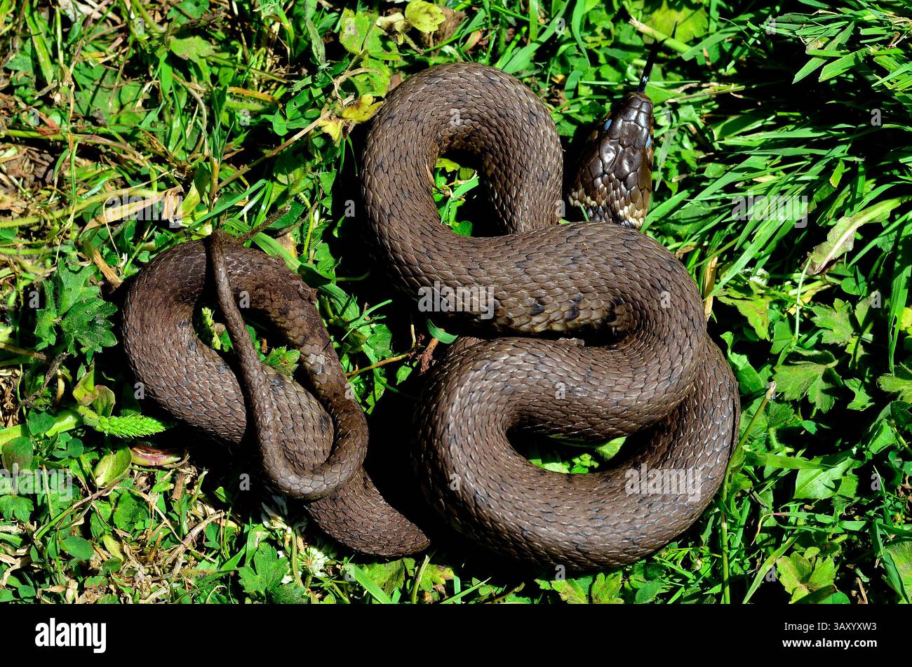 Natrix grass hi-res stock photography and images - Alamy
