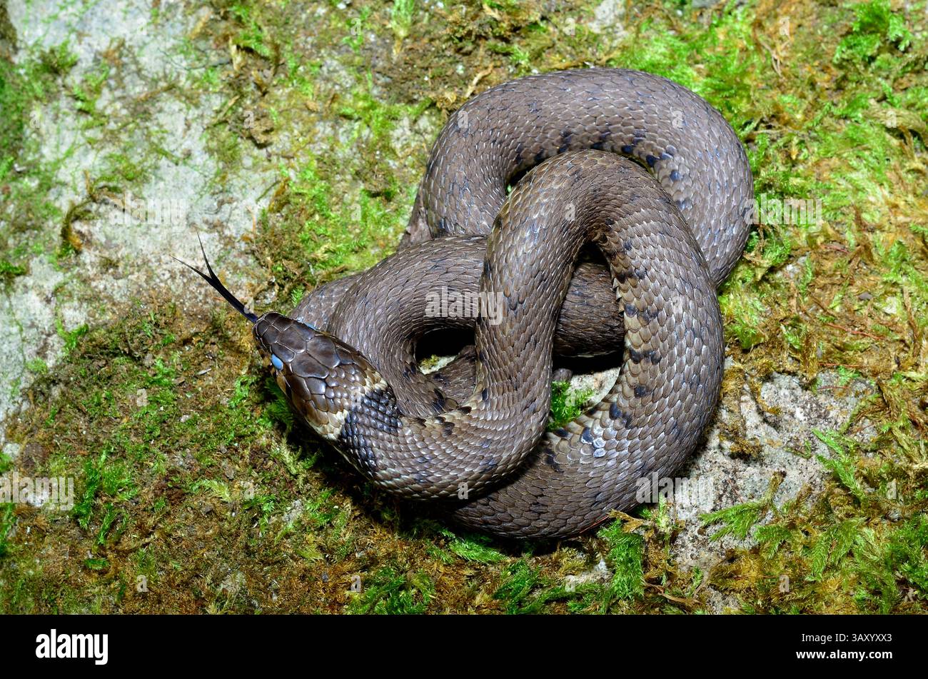 Adult male grass snake natrix natrix. Dorset, UK Stock Photo - Alamy
