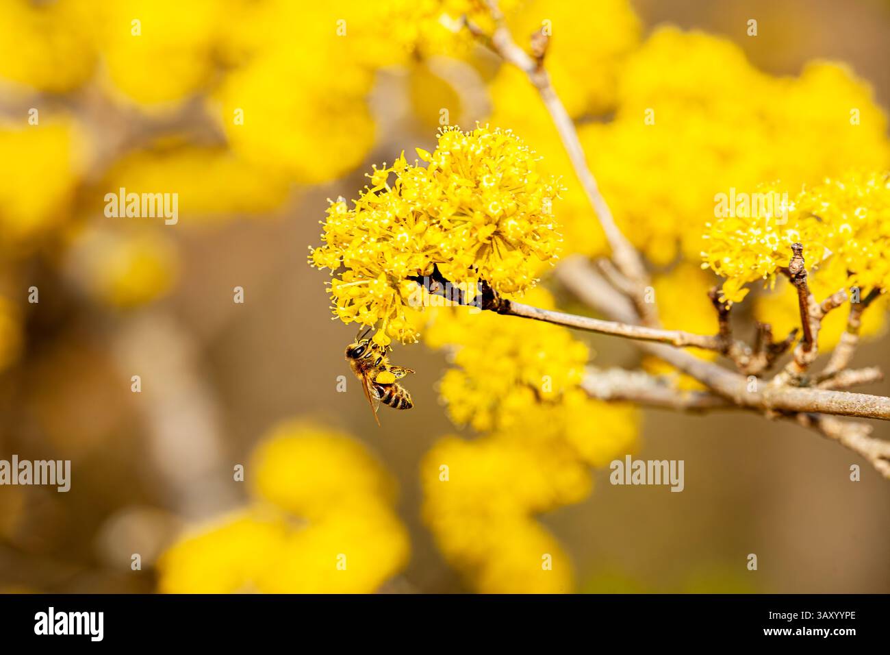 Insect counterparts hi-res stock photography and images - Alamy