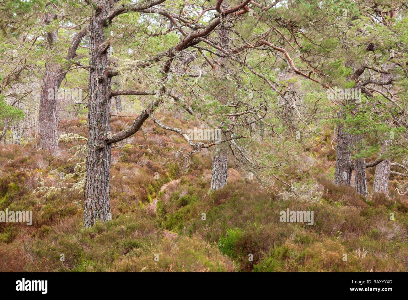Caledonian Pine forest, Glen Affric, Highlands, Scotland Stock Photo ...